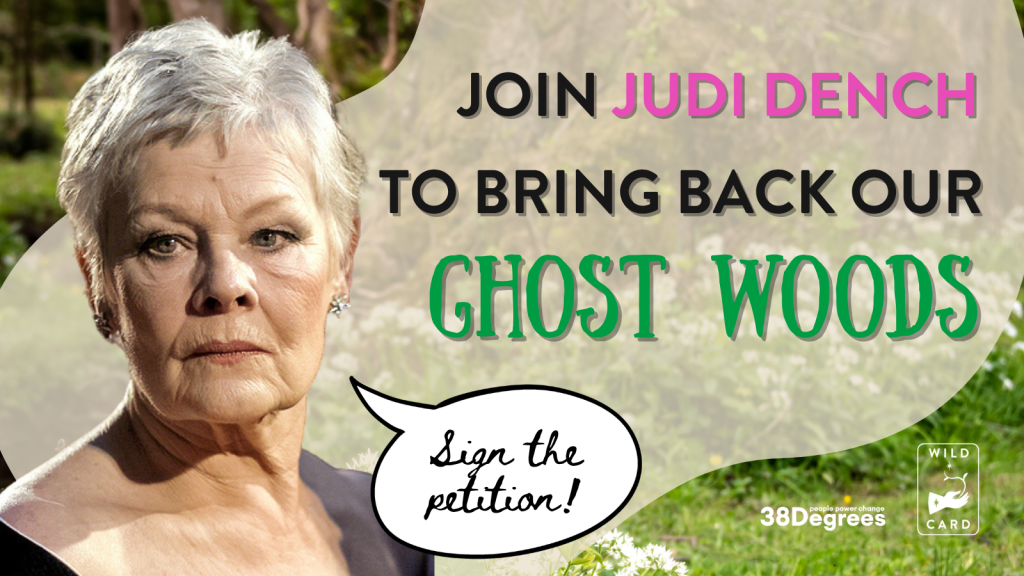 Dame Judi Dench calls for England’s ancient “ghost woods” to be revived ...